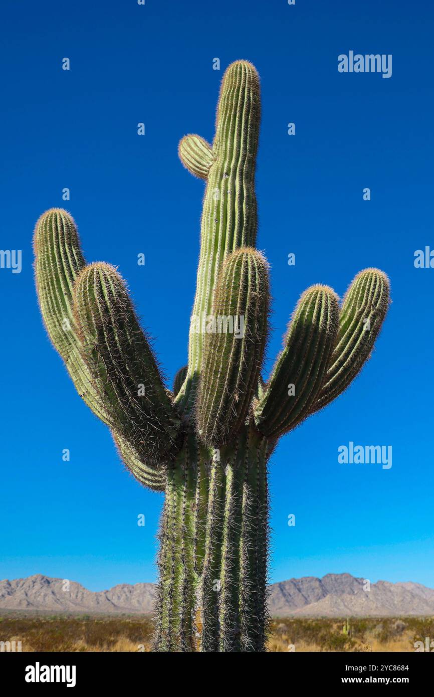 Desierto de matorral hi-res stock photography and images - Alamy