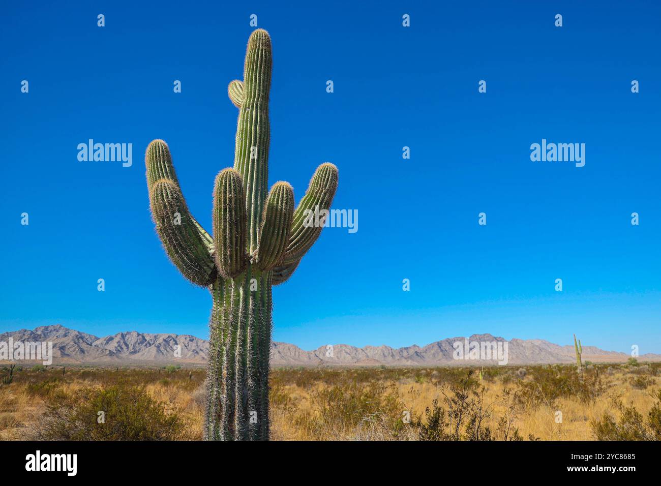 Saguaro cactus and other desert plants and vegetation such as dry ...