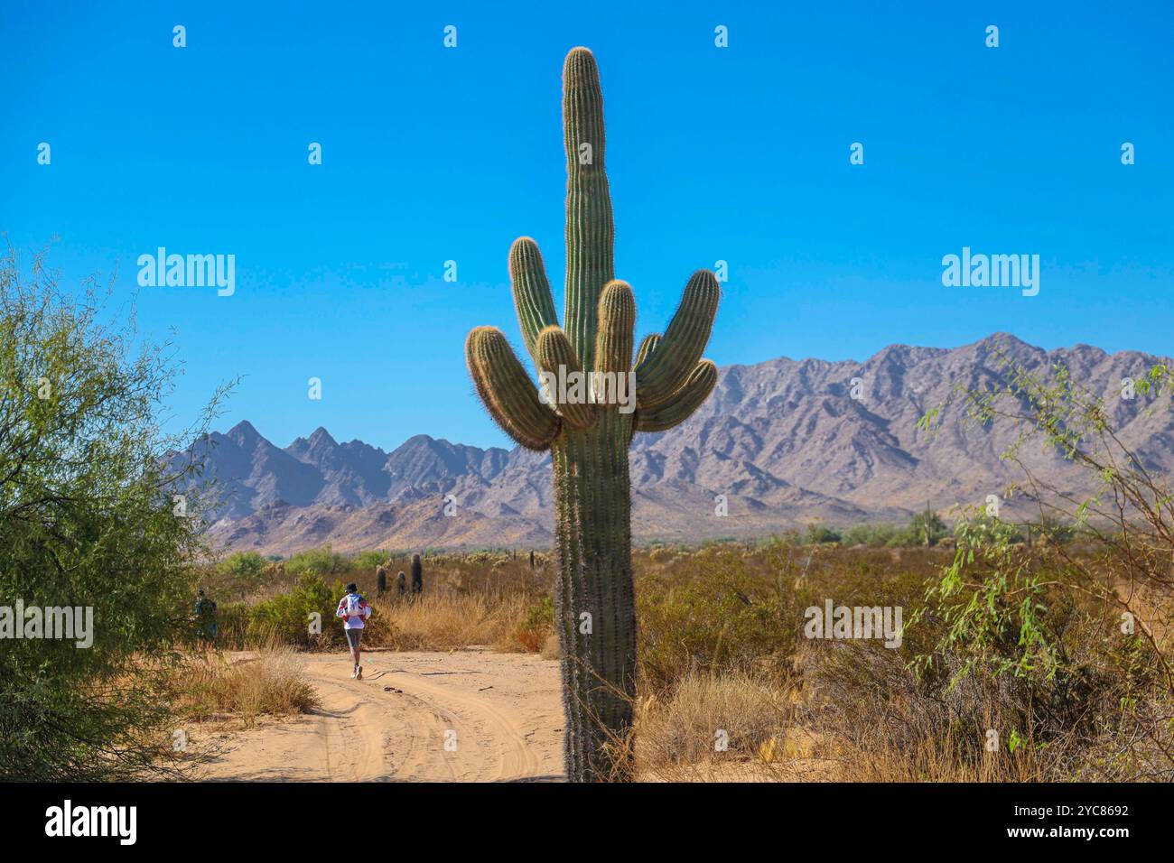 Saguaro del desierto de sonora hi-res stock photography and images - Alamy