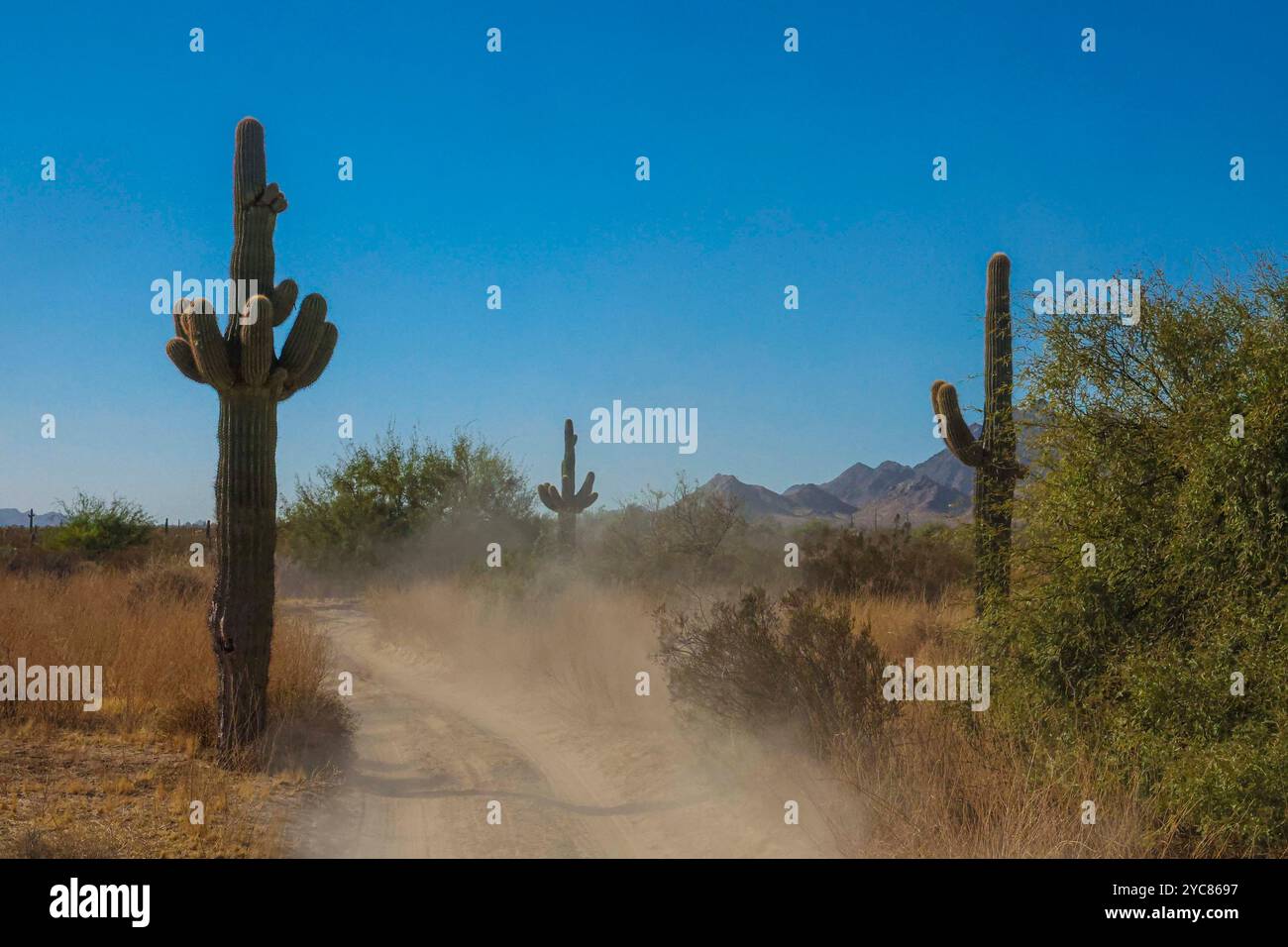 Saguaro cactus and other desert plants and vegetation such as dry ...