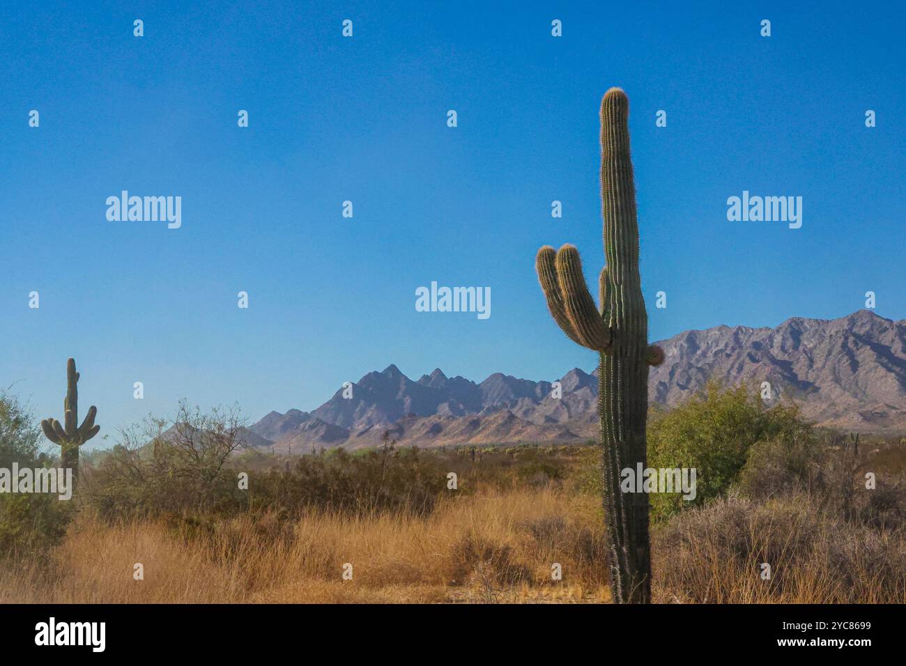 Saguaro del desierto de sonora hi-res stock photography and images - Alamy
