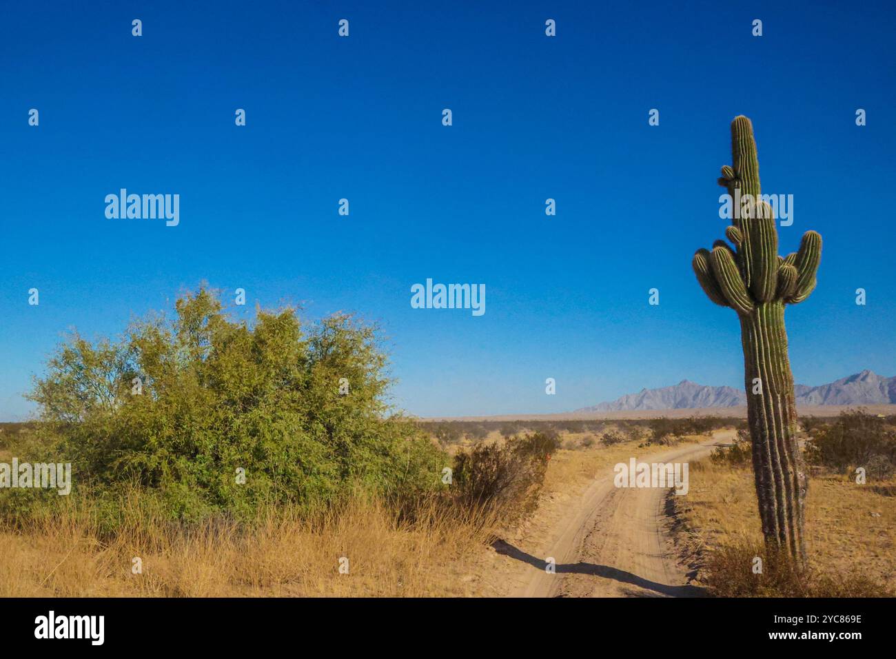 Saguaro cactus and other desert plants and vegetation such as dry ...