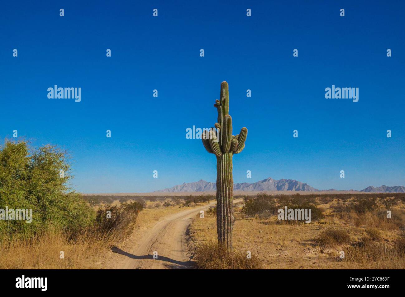 Saguaro cactus and other desert plants and vegetation such as dry ...