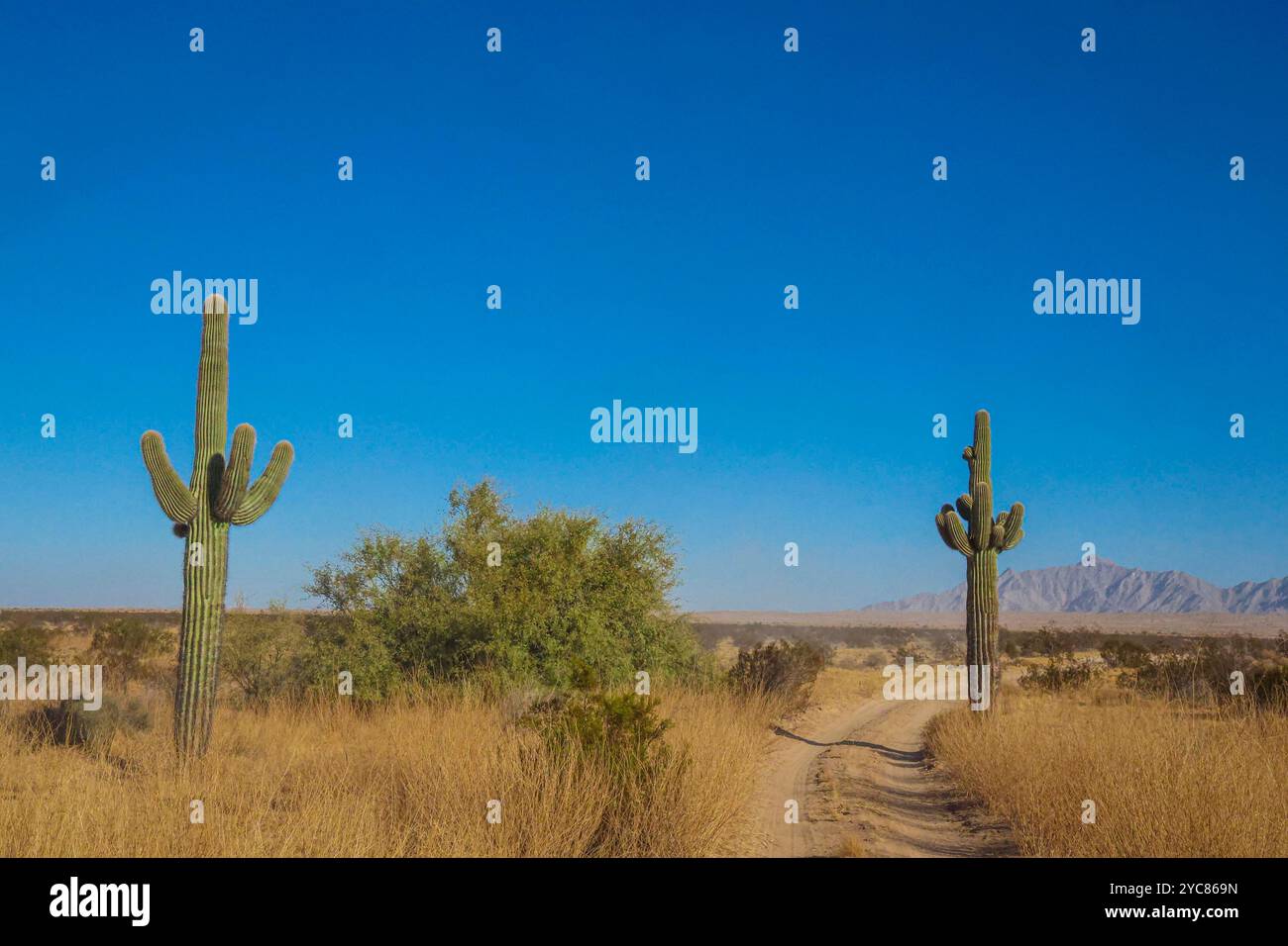 Saguaro cactus and other desert plants and vegetation such as dry ...