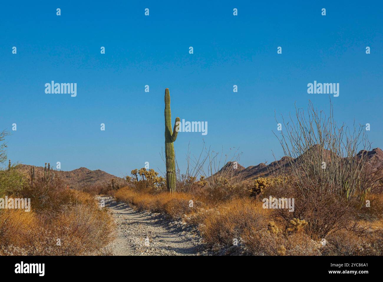 Saguaro cactus and other desert plants and vegetation such as dry ...