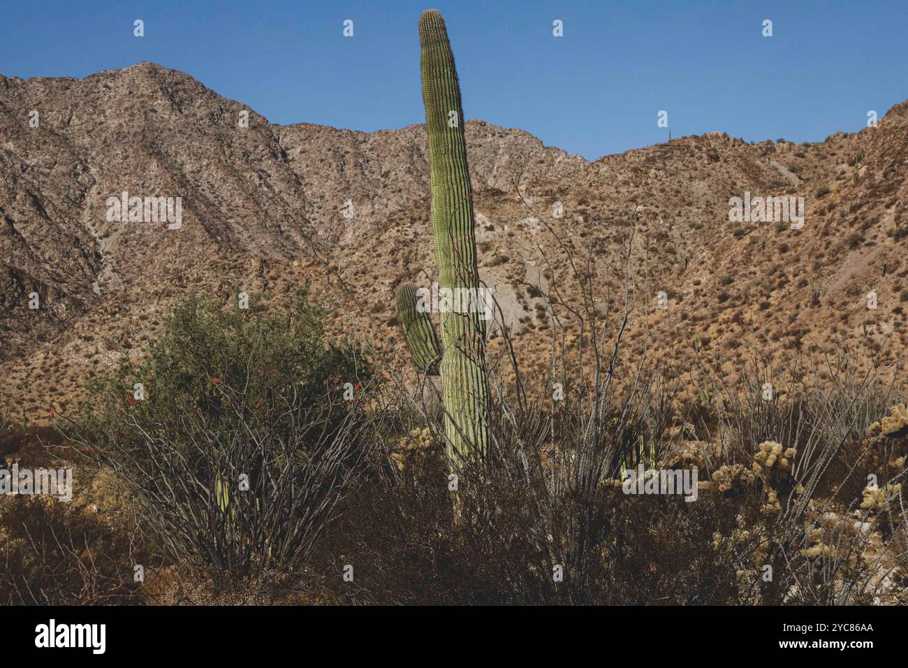 Saguaro del desierto de sonora hi-res stock photography and images - Alamy