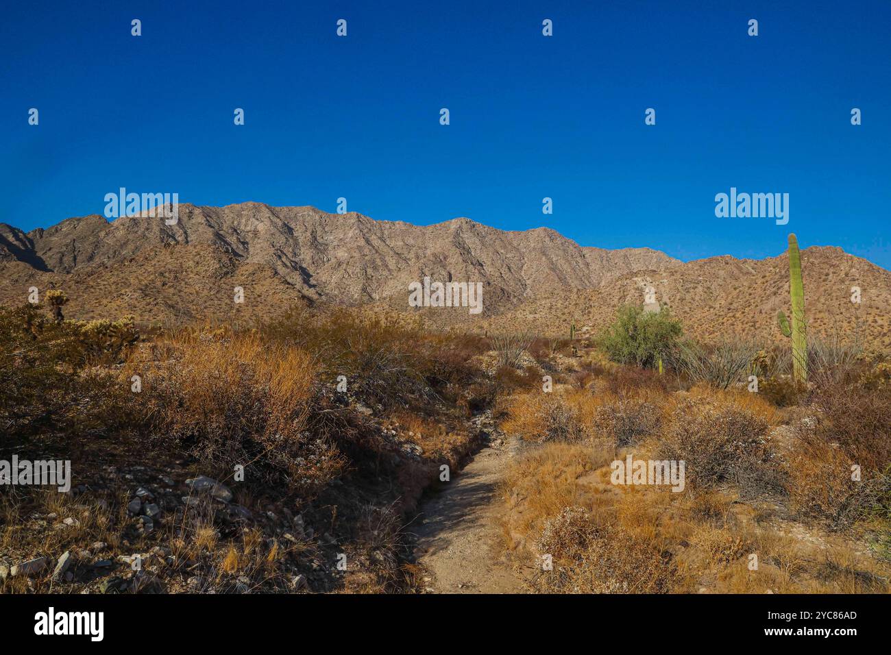 Saguaro cactus, plants and desert vegetation such as dry grassland ...