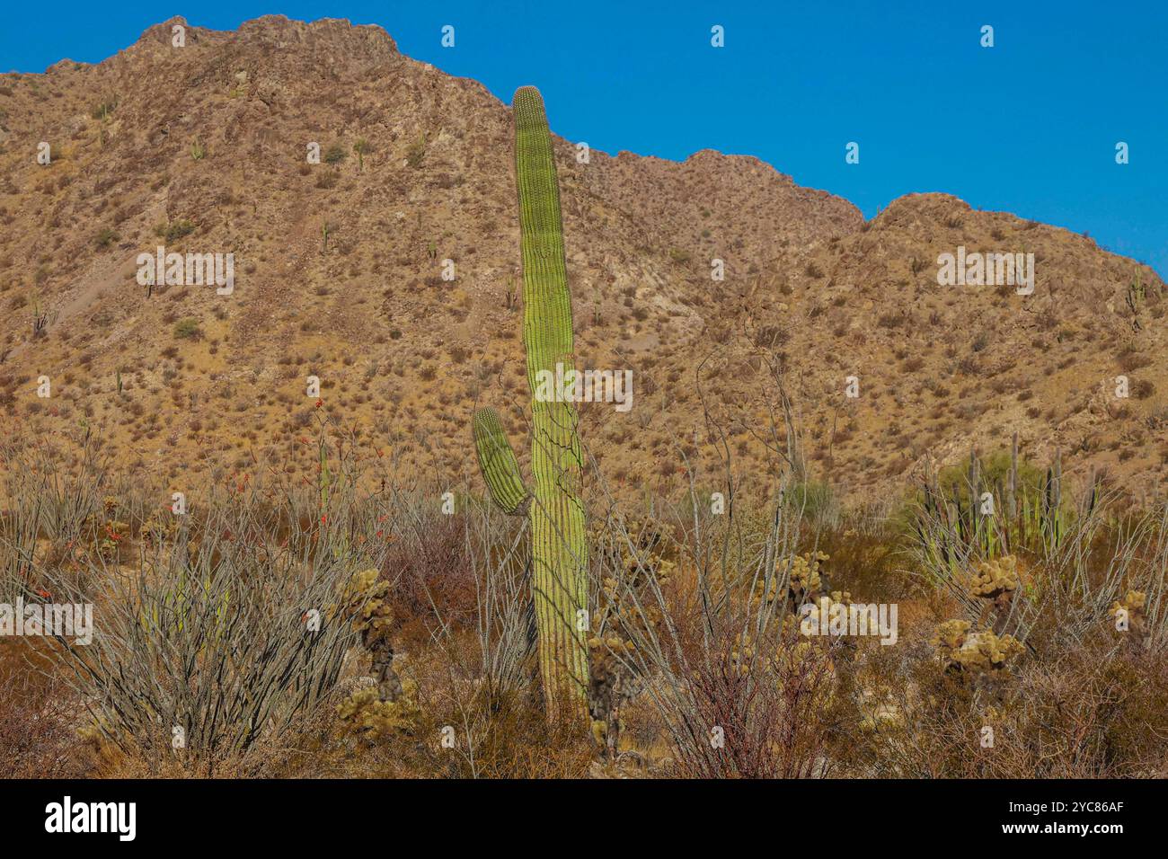 Saguaro del desierto de sonora hi-res stock photography and images - Alamy