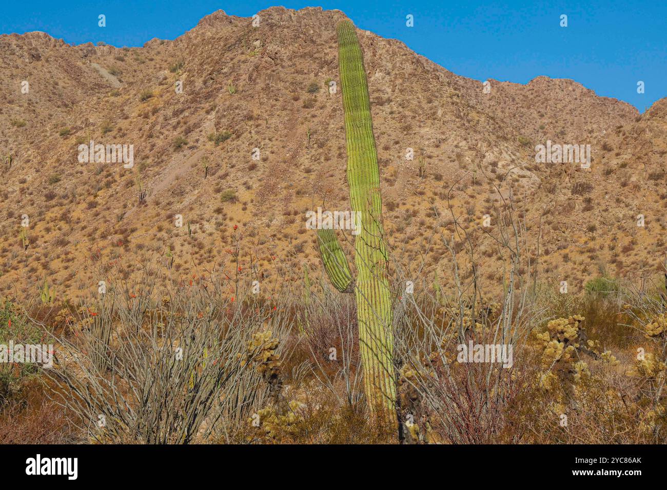 Saguaro del desierto de sonora hi-res stock photography and images - Alamy