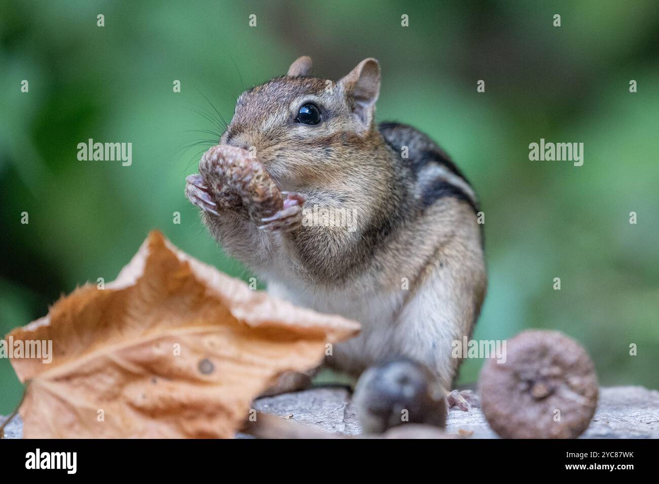 Cute little Eastern Chipmunk (Tamias striatus) finds an acorn Stock ...