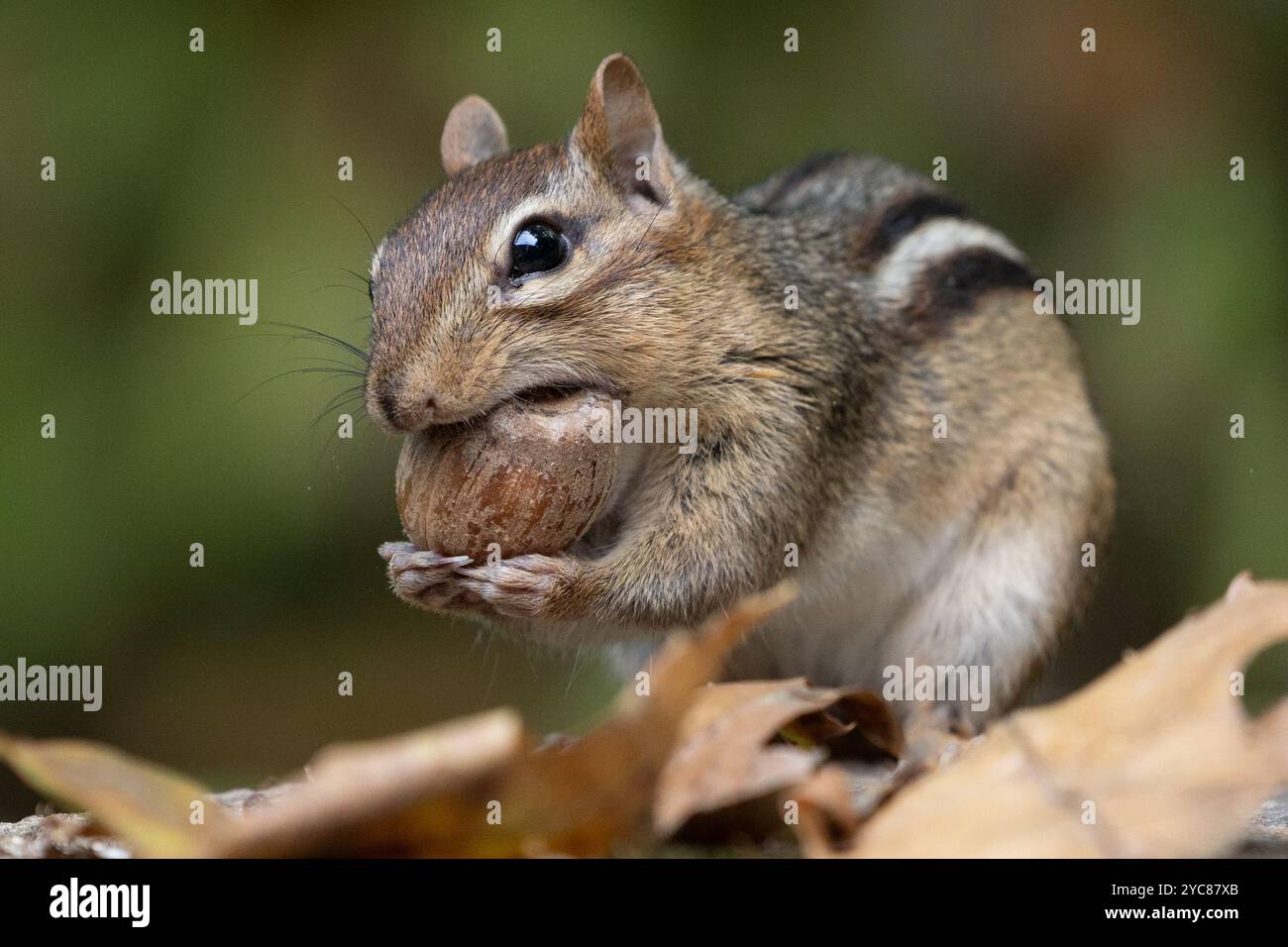 Cute little Eastern Chipmunk (Tamias striatus) finds an acorn Stock ...