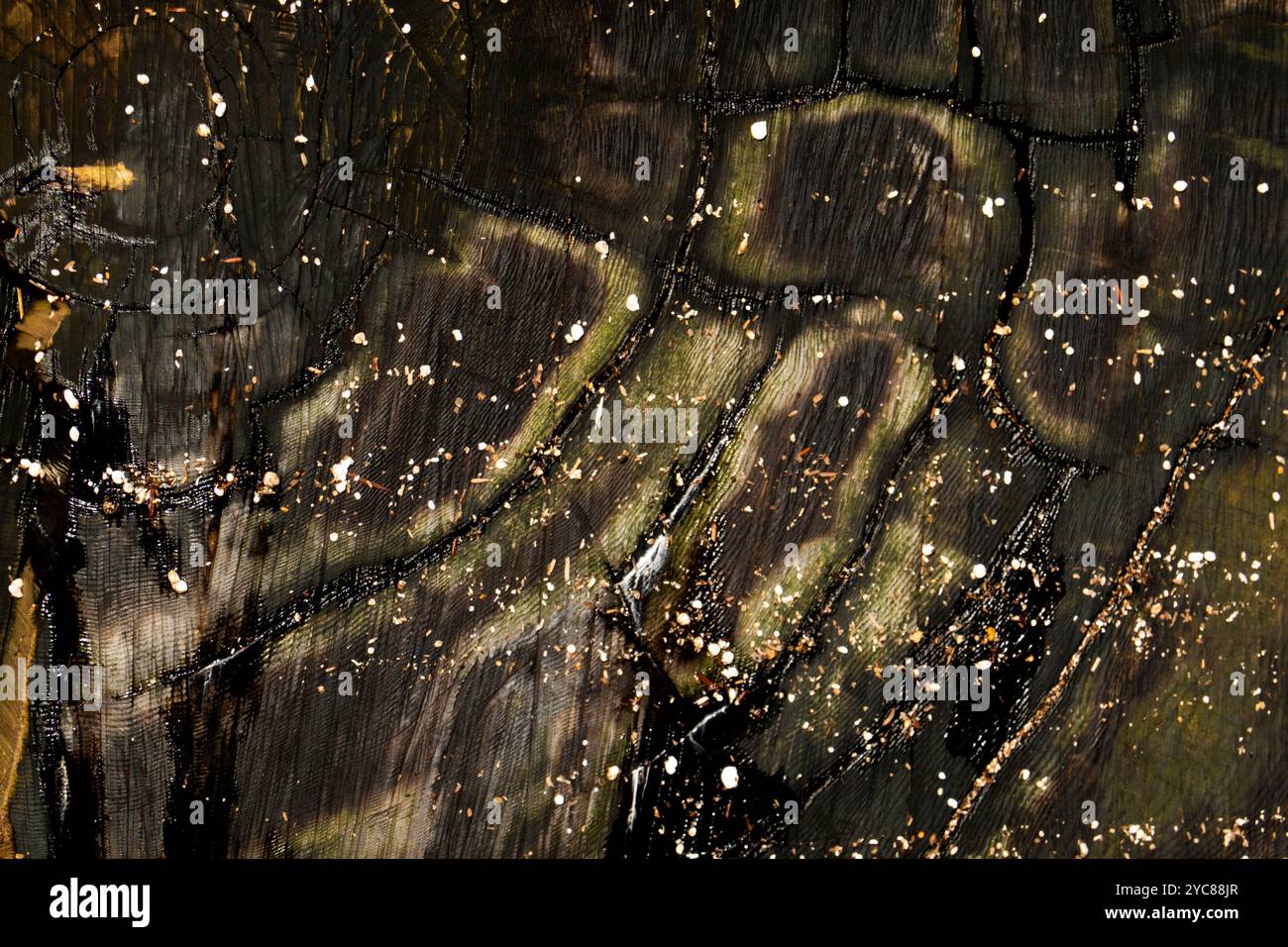 a tree stump in Lighthouse Park, West Vancouver, BC, Canada Stock Photo ...