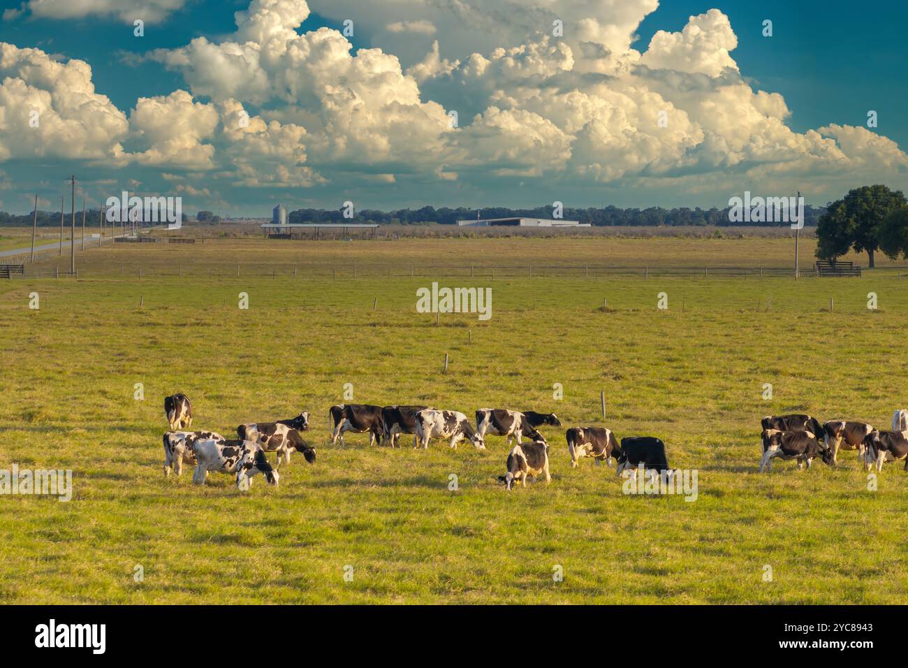 Free range milk cows grazing on farm pasture. Feeding of cattle on ...