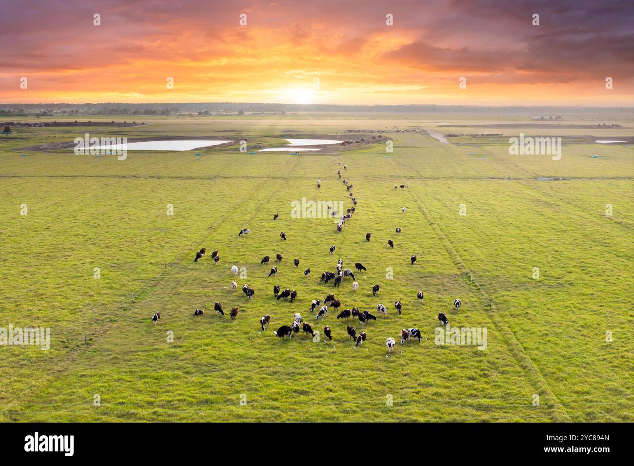 Free range milk cows grazing on green farm pasture. Feeding of cattle ...
