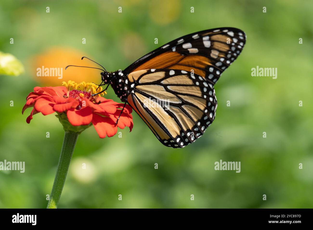Beautiful monarch butterfly i hi-res stock photography and images - Alamy