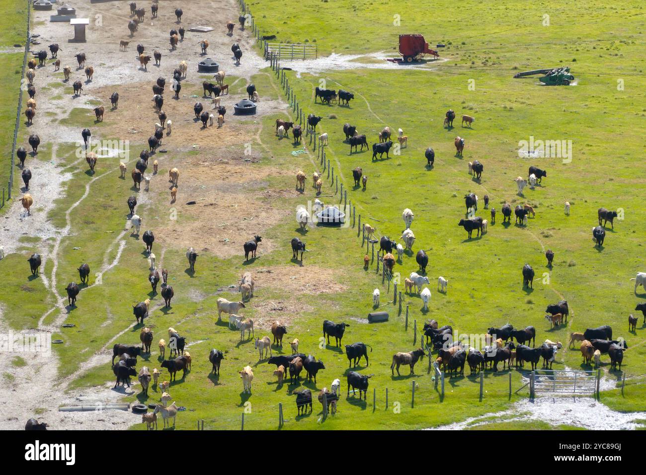 Milk cows grazing on green farm pasture. Feeding of cattle on farmland ...