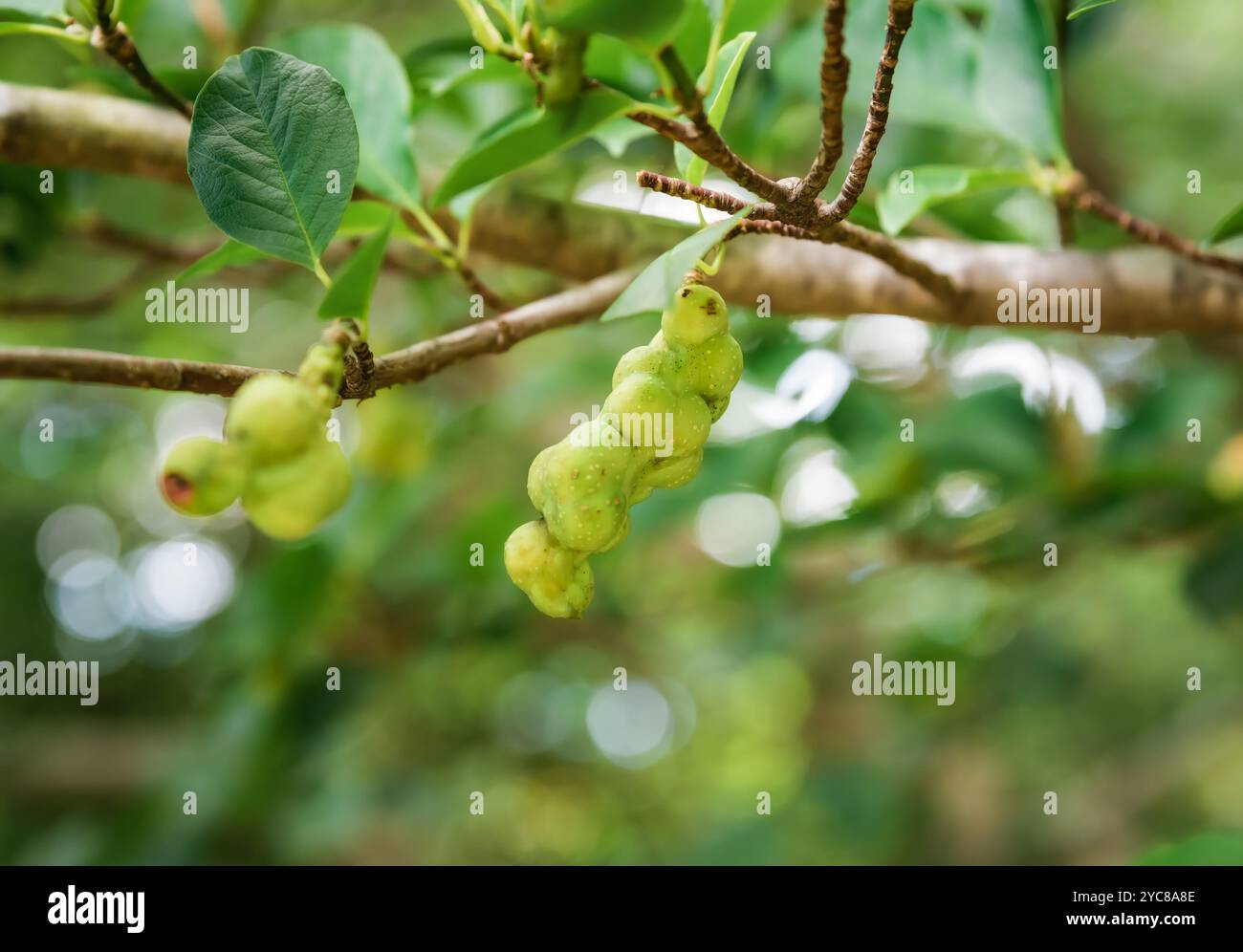 Lobner Magnolia Merrill immature fruit. without flowers Stock Photo - Alamy