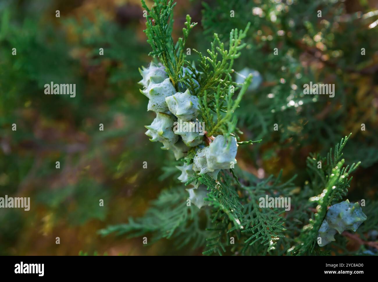 Immature seed cones of the eastern biota Platycladus, Platycladus ...
