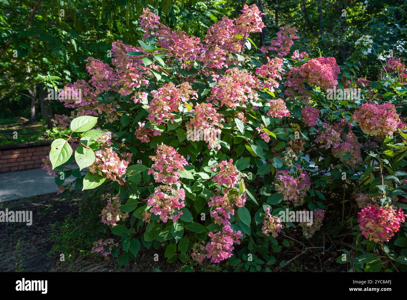 Pink Hydrangea paniculata branch growing in Far East of Russia Stock ...