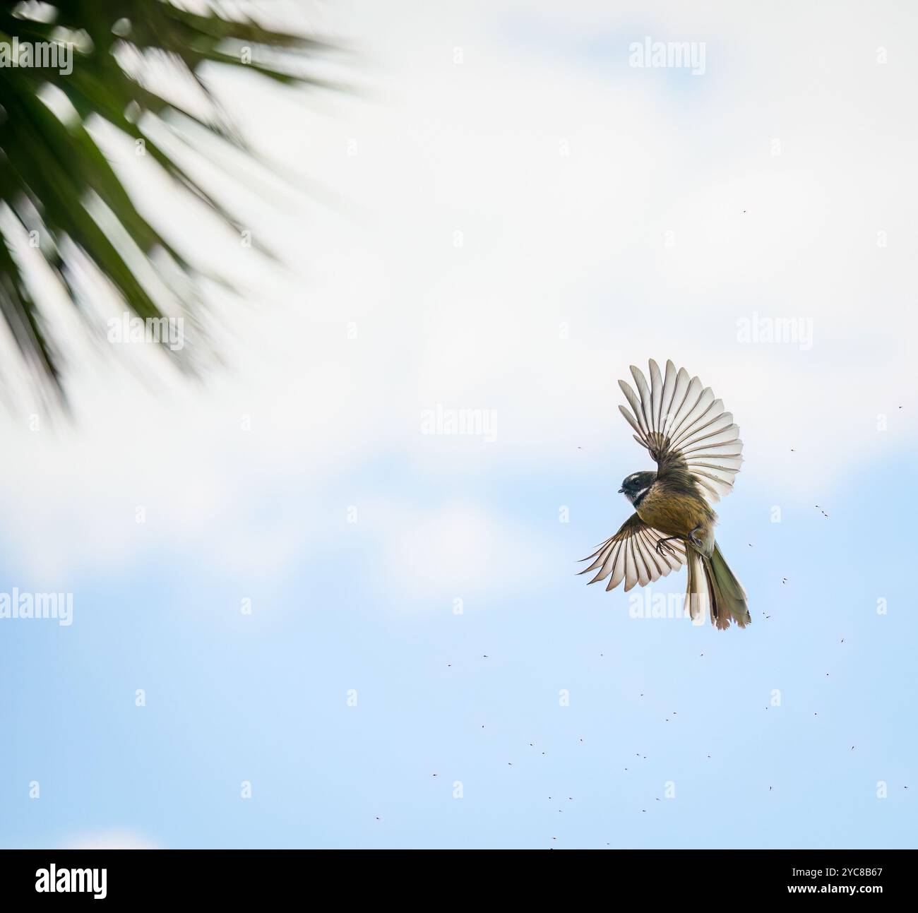 Fantail flying with wings wide open and aerial feeding on tiny insects ...