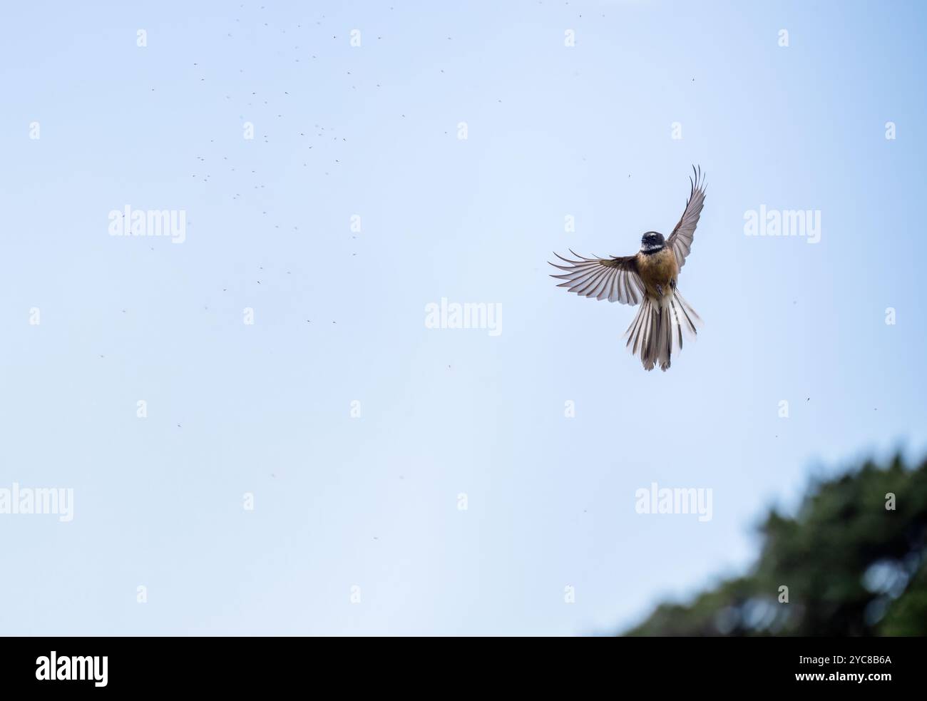 A beautiful fantail flying with wings wide open and aerial feeding on ...