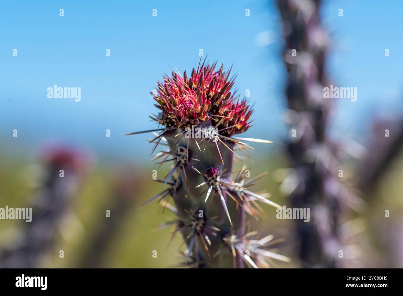 A greeny, spiny plants blooming along the trail of the park Stock Photo ...