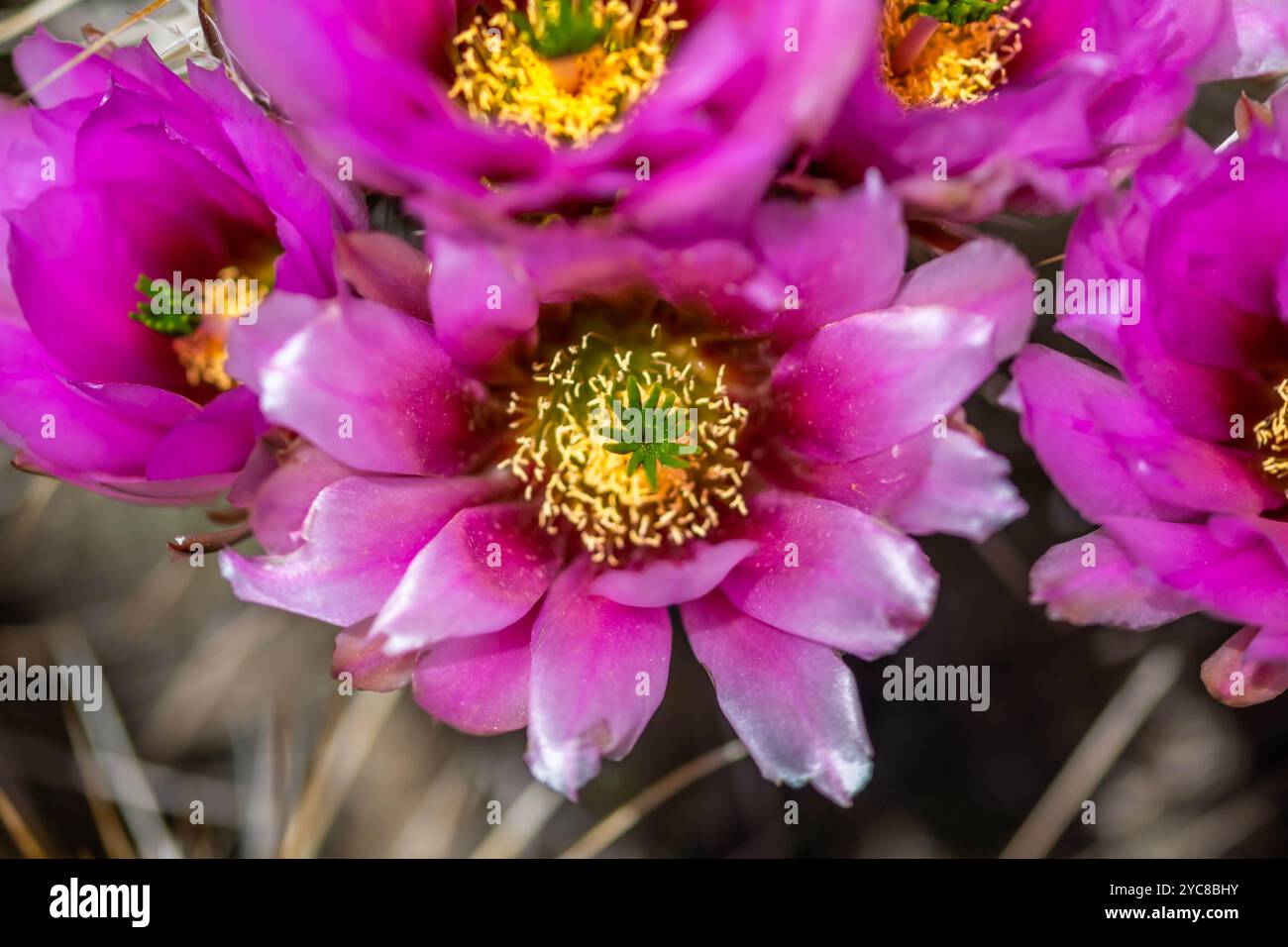 A greeny, spiny plants blooming along the trail of the park Stock Photo ...