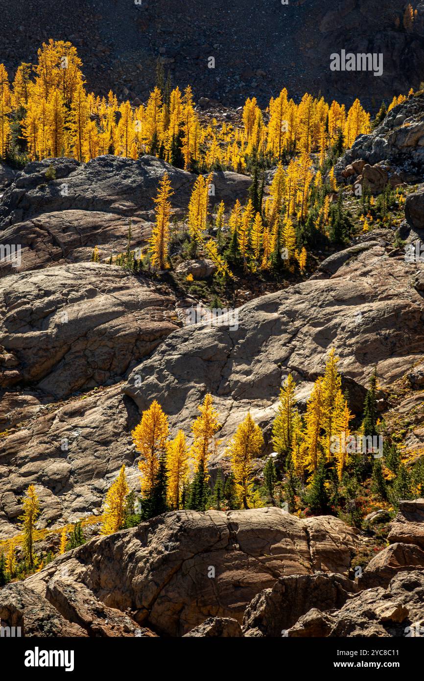 Western larch hi-res stock photography and images - Alamy