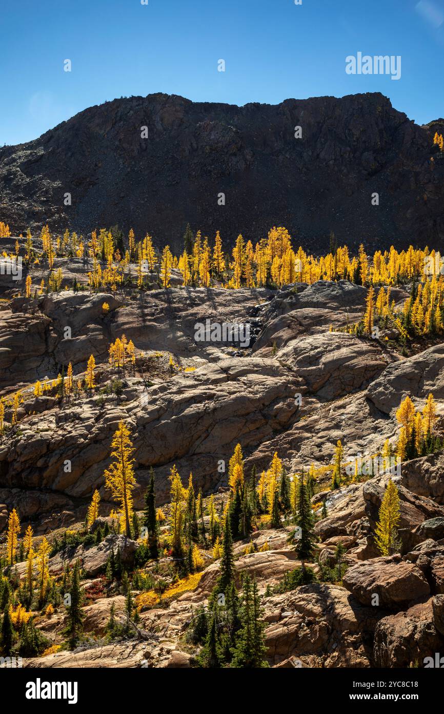 Western larch hi-res stock photography and images - Alamy