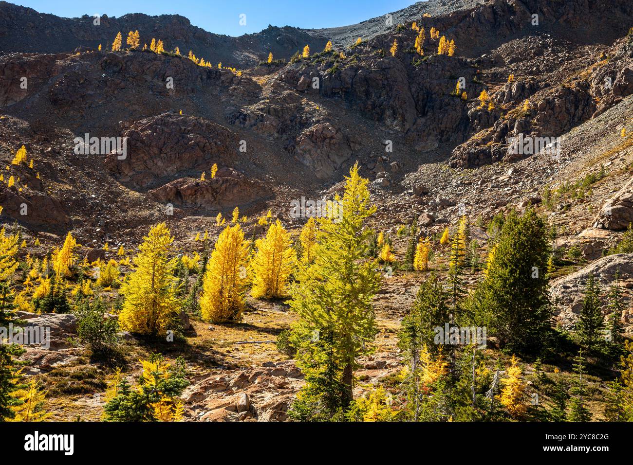 WA25840-00...WASHINGTON - Larch trees in brilliant fall color below the ...