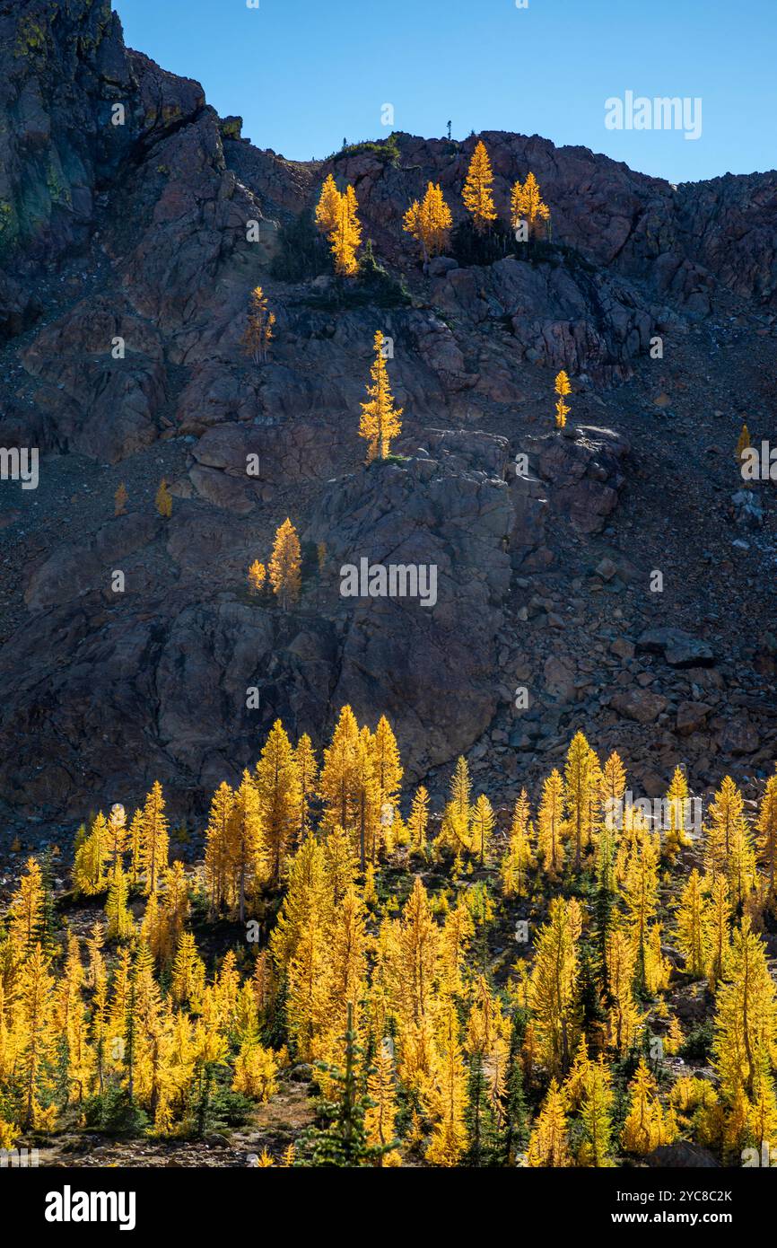 WA25839-00...WASHINGTON - Western larch trees in brilliant fall color ...