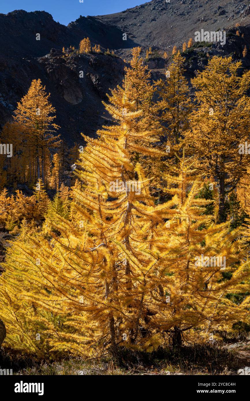 WA25856-00...WASHINGTON - Larch in bright fall color below the ...