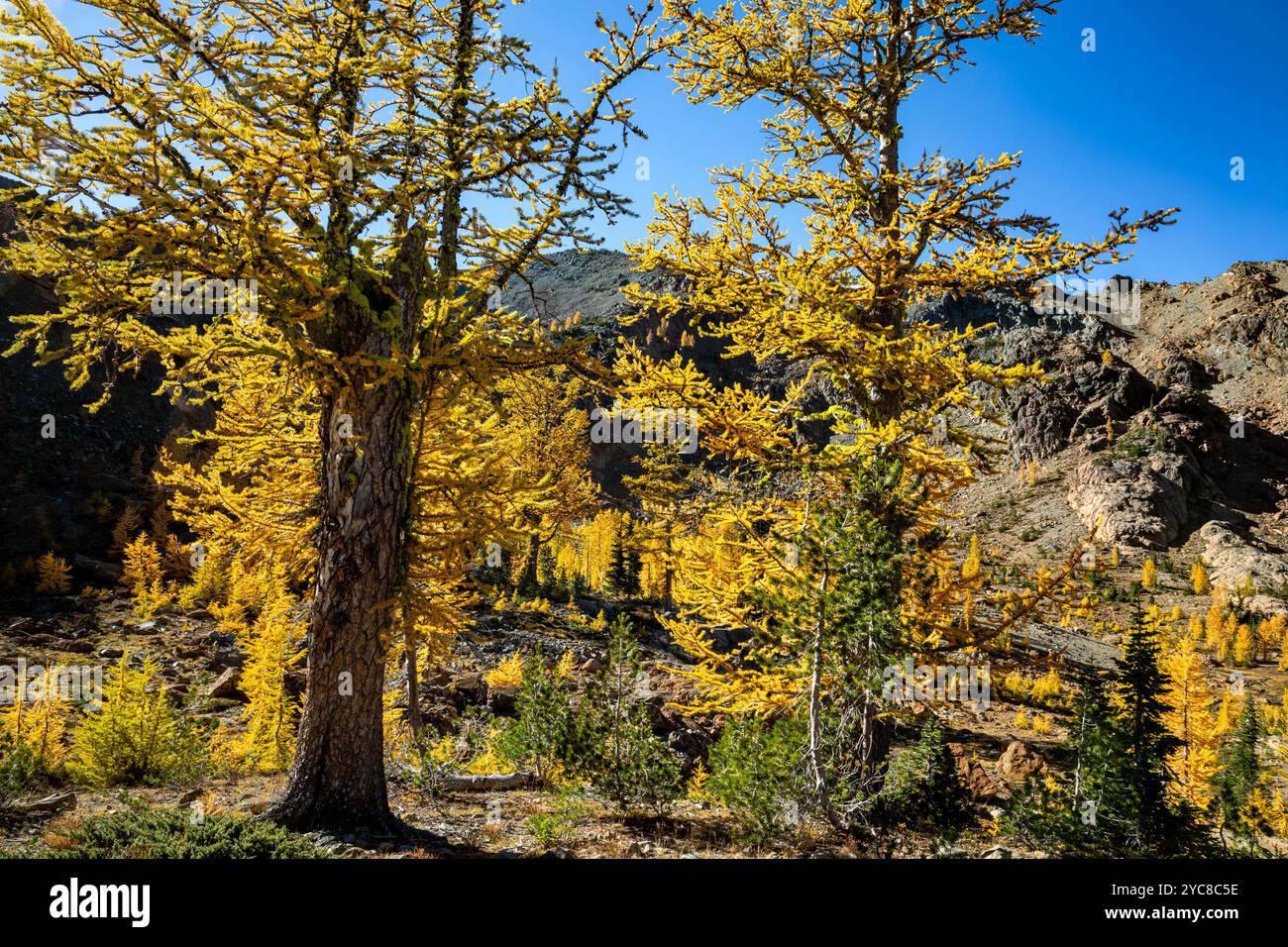 WA25859-00...WASHINGTON - Larch in bright fall color below the ...