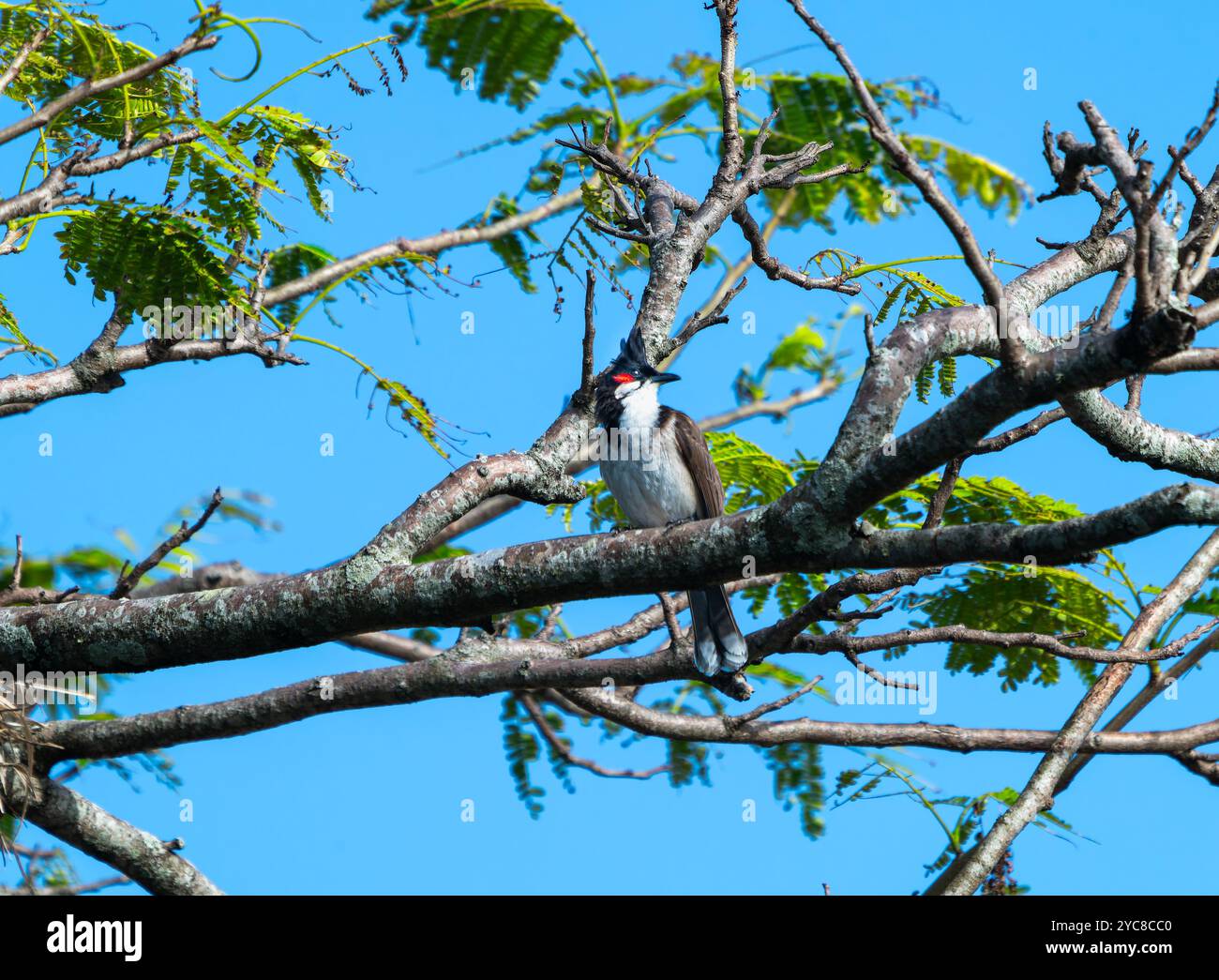 A vibrant red-whiskered bulbul perches on a tree branch, surrounded by ...