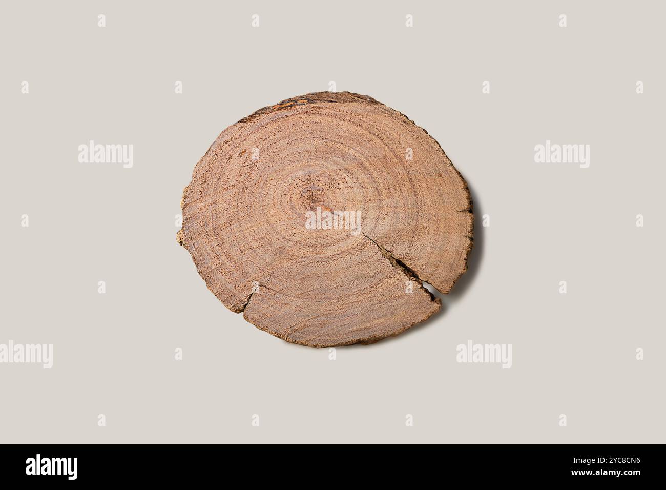 Wooden cut of a tree on a gray background. Natural wood texture Stock ...