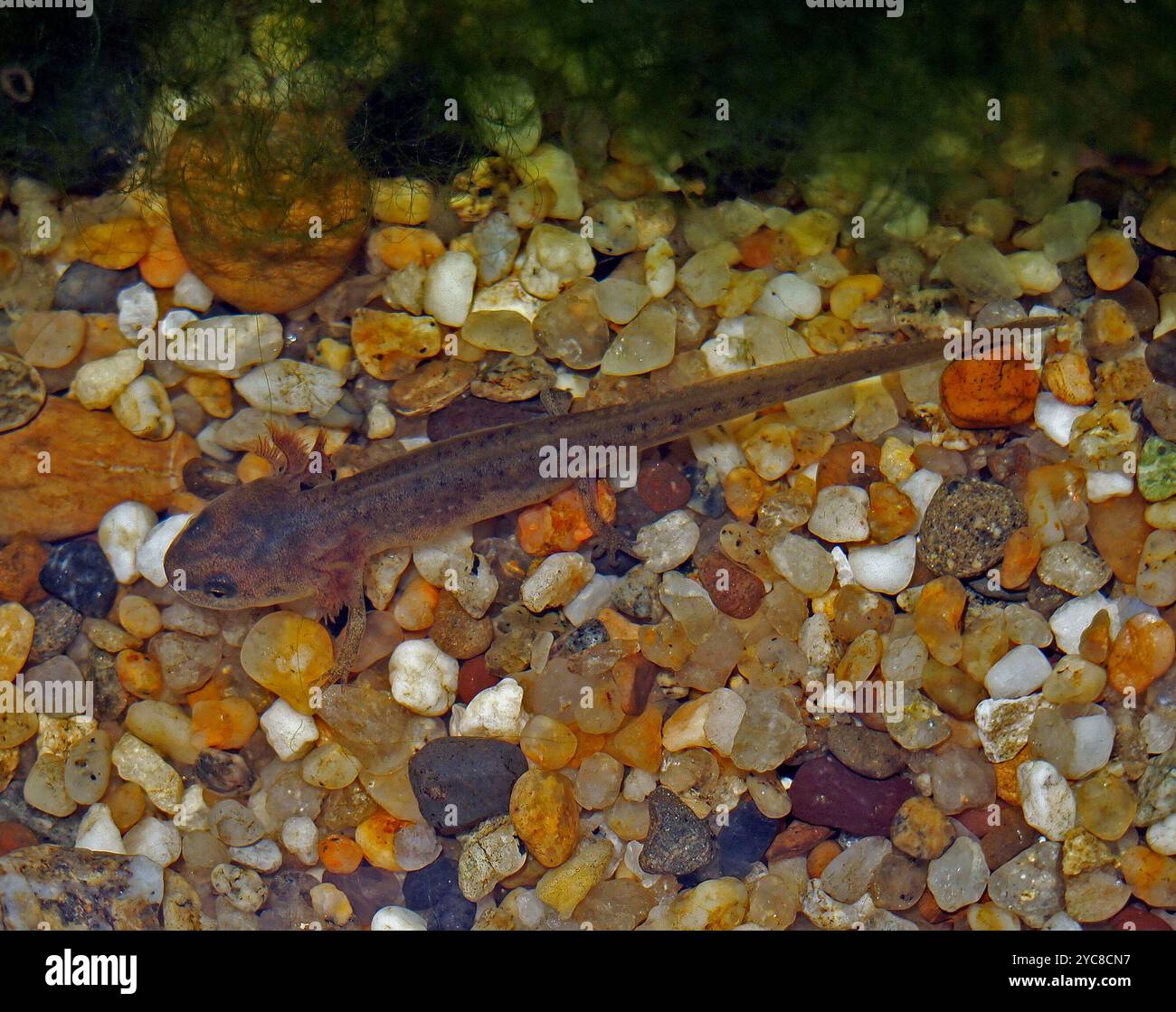 Larva hi-res stock photography and images - Alamy