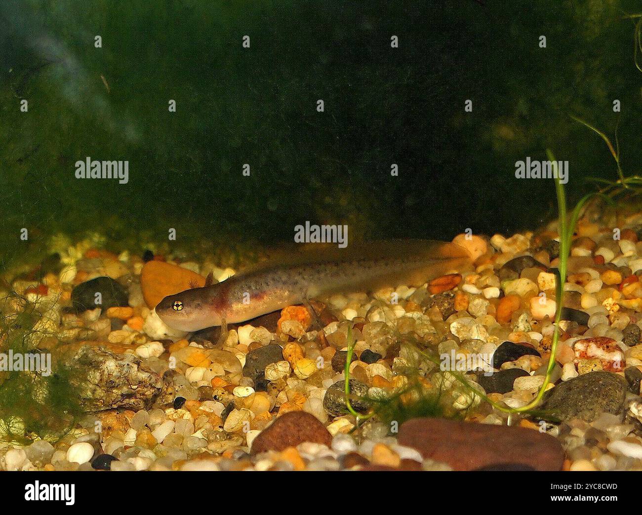 Larva gills hi-res stock photography and images - Alamy