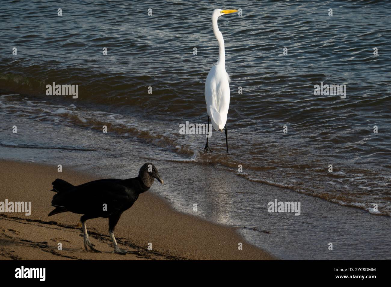 Birds on the Caribbean shore at Dangriga, Belize Stock Photo - Alamy