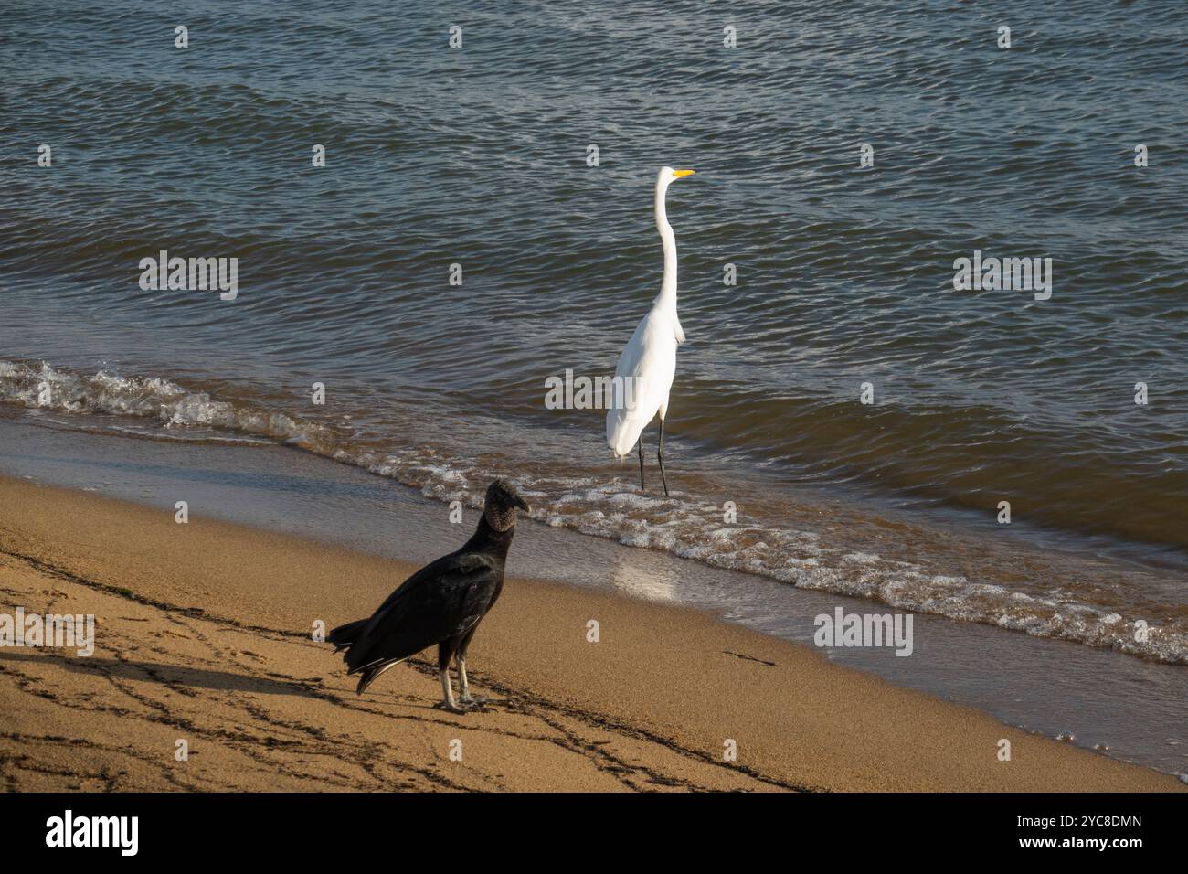 Birds on the Caribbean shore at Dangriga, Belize Stock Photo - Alamy