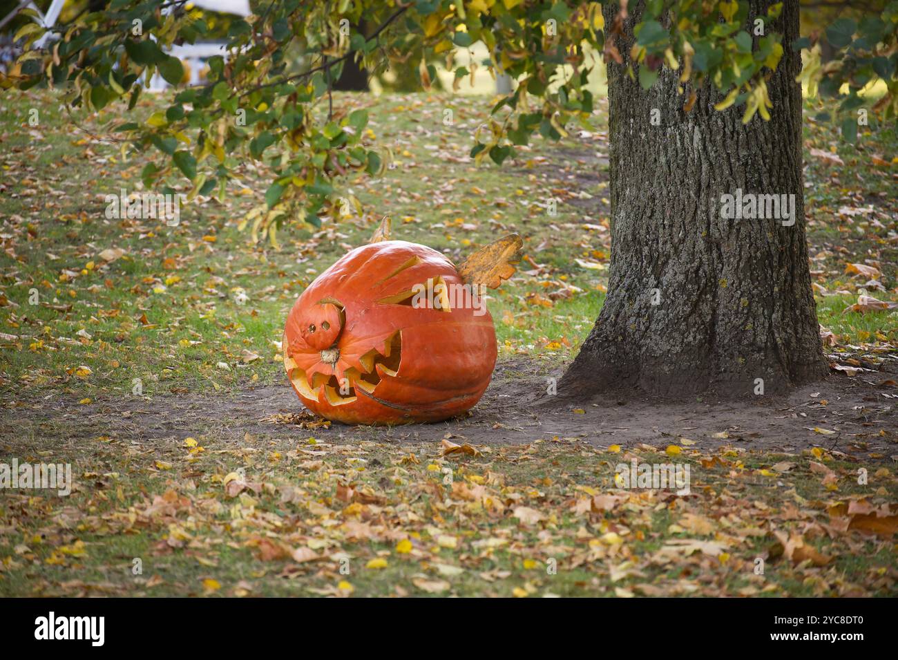 A carved pumpkin lies beneath a tree among autumn leaves, representing ...