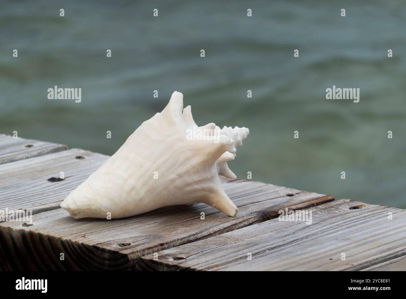 Sea shell at Paradise Tobacco Caye Resort on Tobacco Caye, Belize Stock ...
