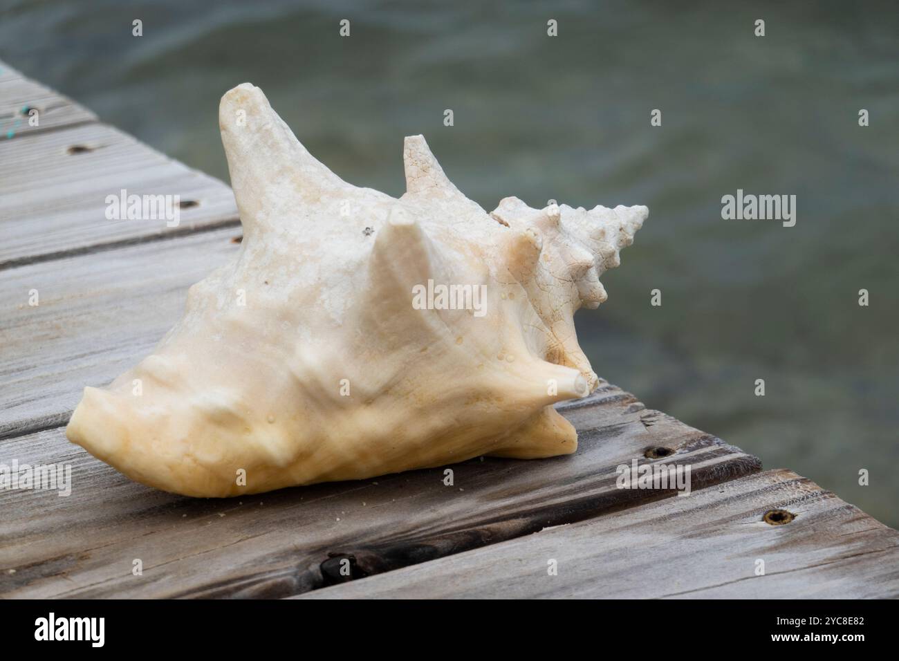 Sea shell at Paradise Tobacco Caye Resort on Tobacco Caye, Belize Stock ...