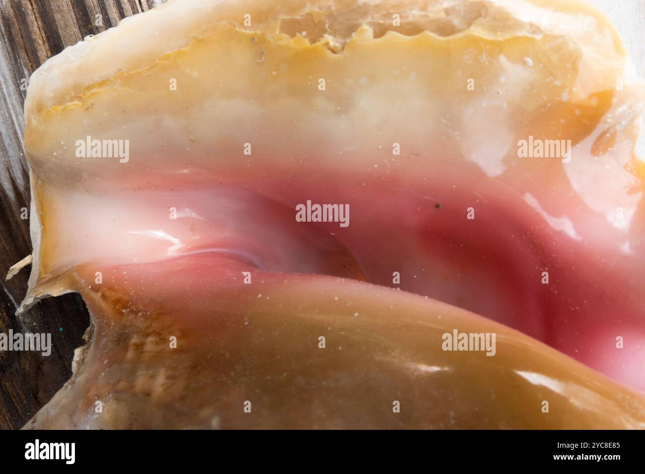 Sea shell at Paradise Tobacco Caye Resort on Tobacco Caye, Belize Stock ...