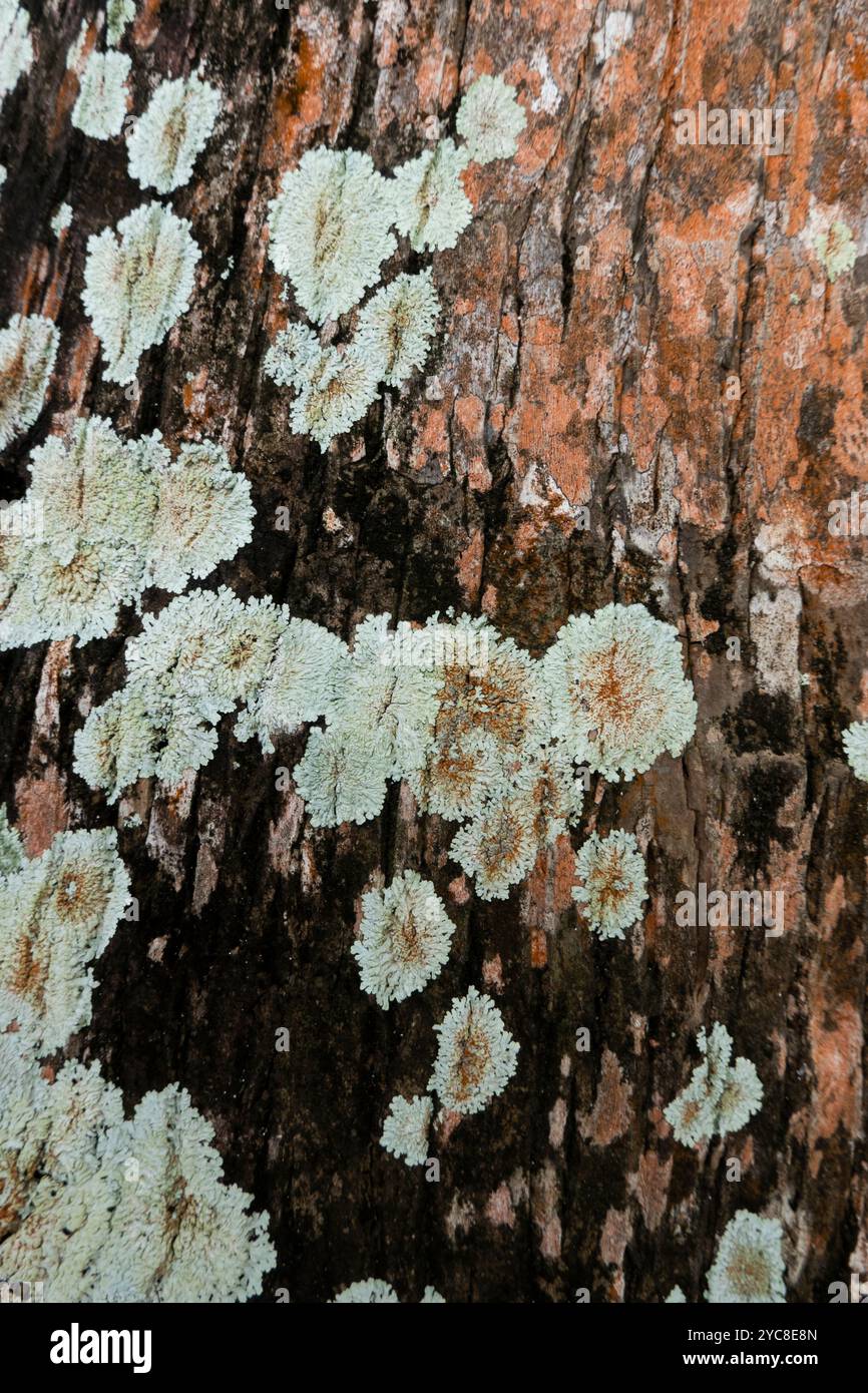 Bark of a tree at Paradise Tobacco Caye Resort on Tobacco Caye, Belize ...