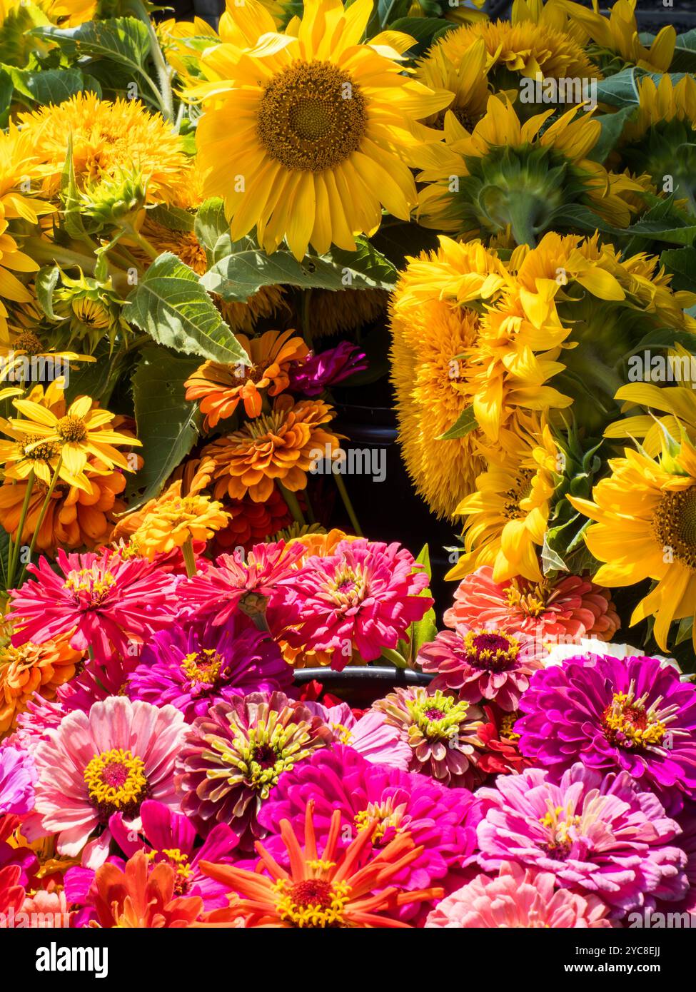 Assorted blooms hi-res stock photography and images - Alamy