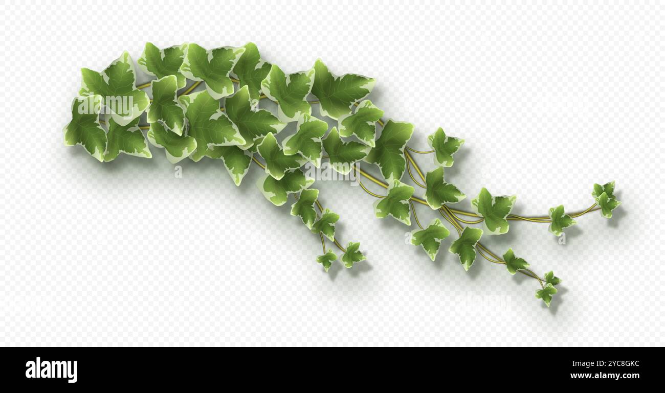 Ivy vine with lush green leaves. Hedera trailing branch Stock Vector ...