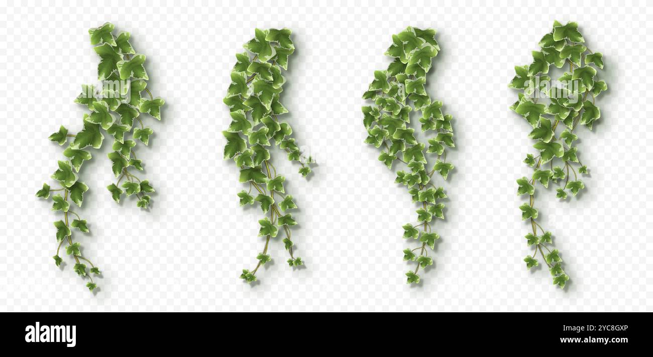 Green leaves flower ivy Cut Out Stock Images & Pictures - Alamy