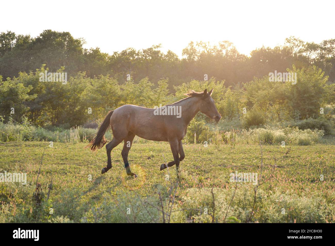 Horse running through pasture at sunset Stock Photo - Alamy