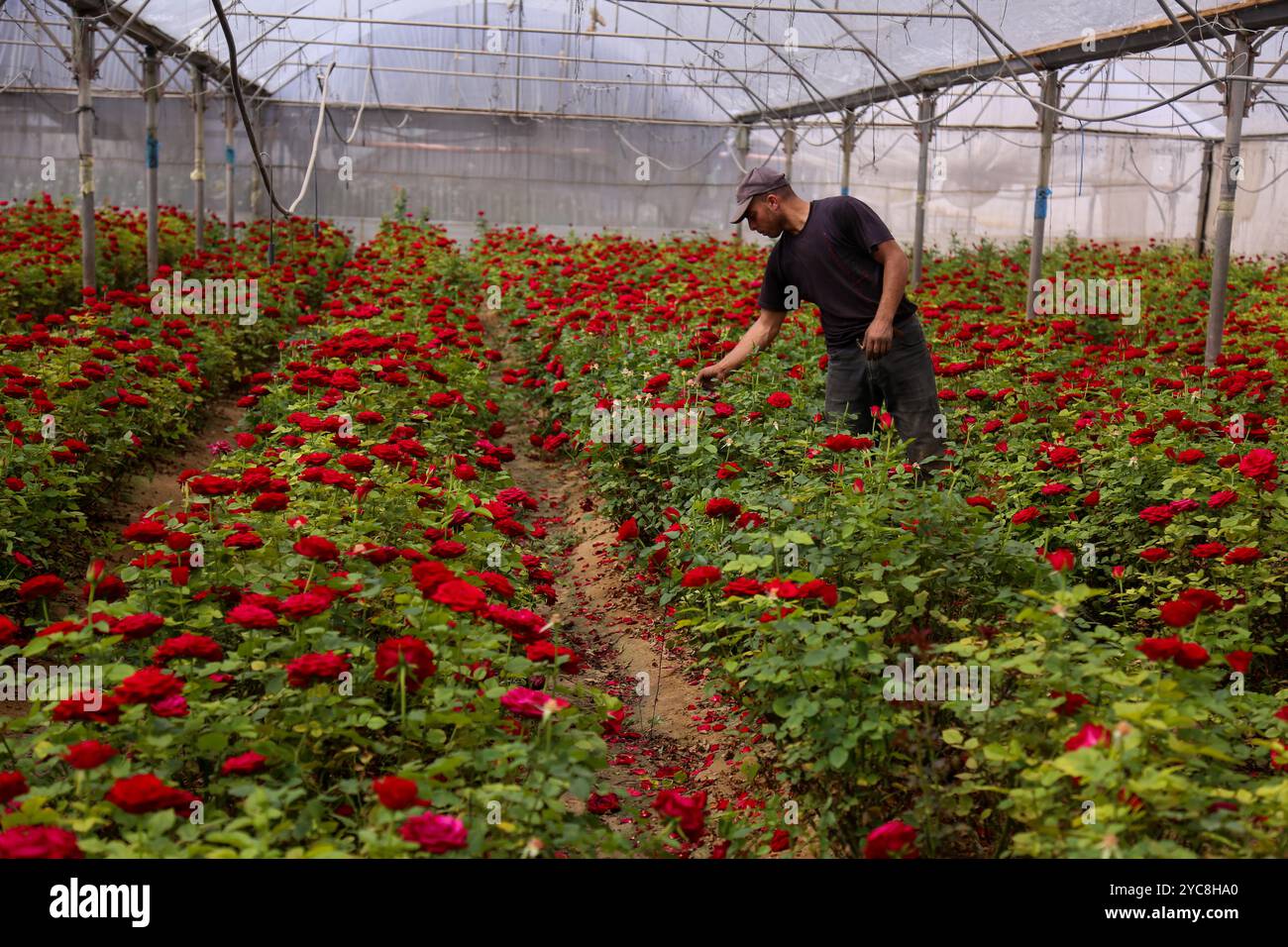Away from her 2007 hi-res stock photography and images - Alamy