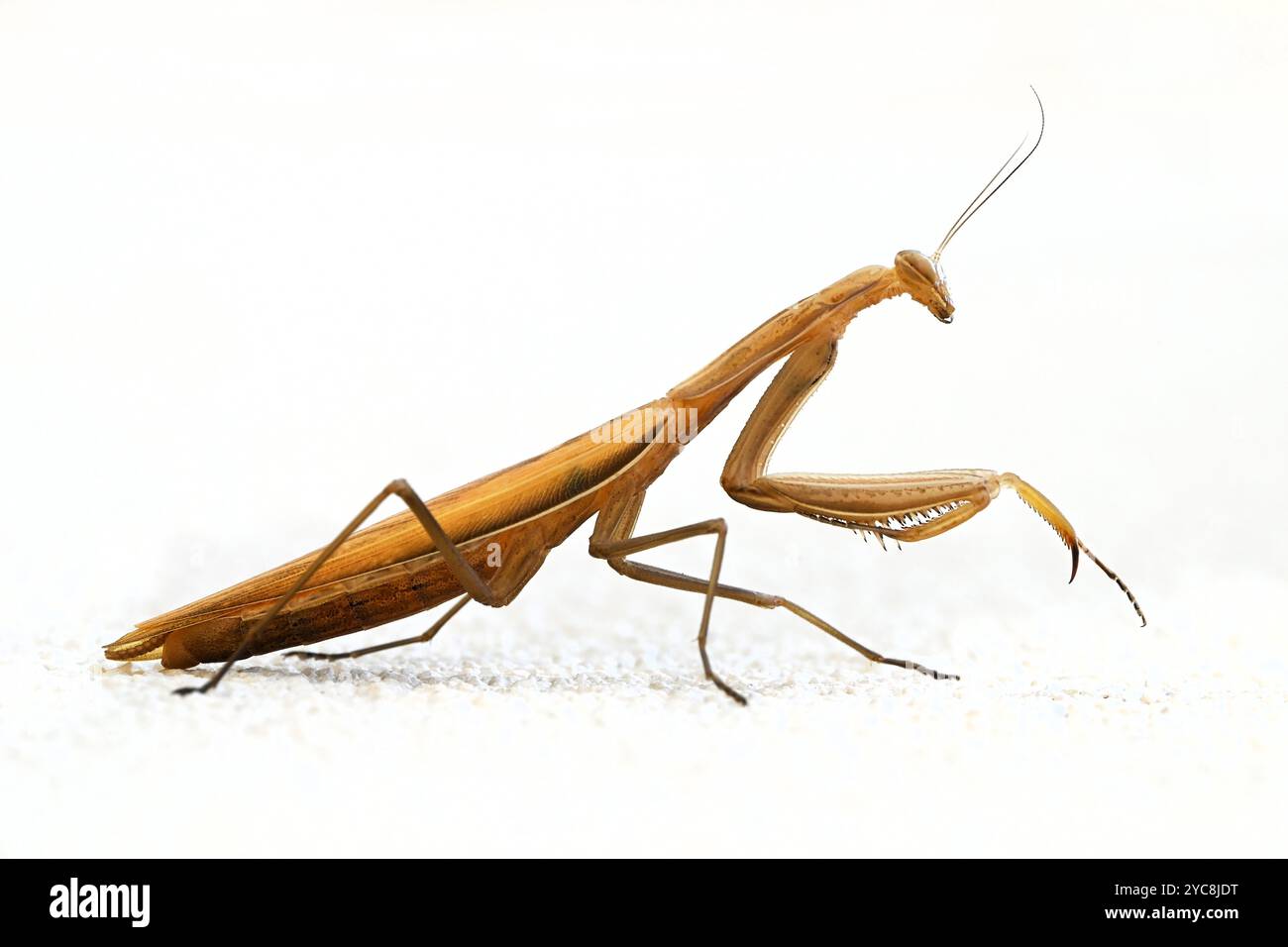 European brown praying mantis poised elegantly against a white ...